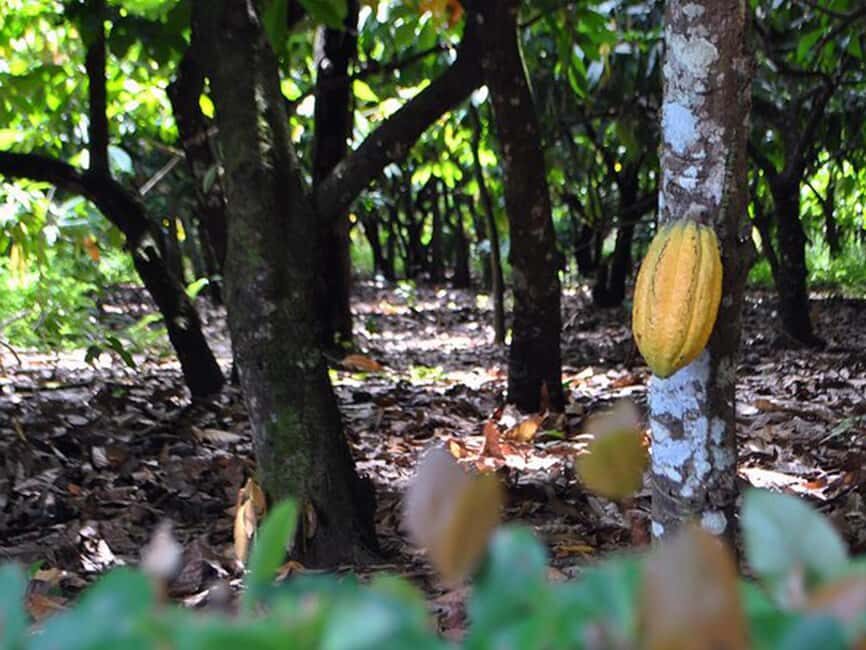 Punta Cana: Higuey Tour Excursion Cultural - The Itinerary in Detail