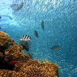 Punta Cana: Island escape to catalina  snorkeling & lunch - An in-depth look at the Catalina Island tour