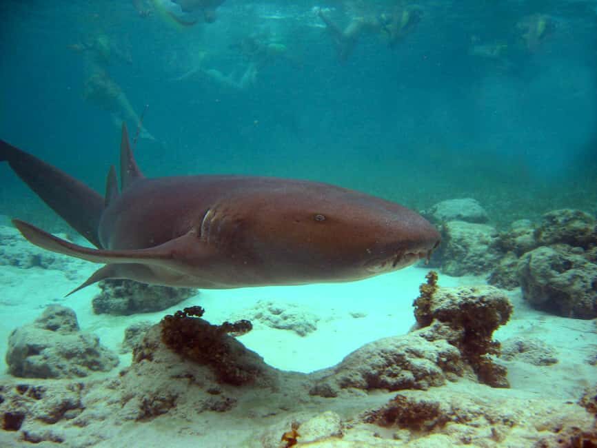 Punta Cana: Marinarium Snorkeling Cruise - The Value Proposition: Is It Worth It?