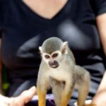 Punta Cana: Monkeyland Half-Day Tour with Snacks and Guide - Why This Tour Might Be Perfect for You