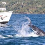 Punta Cana: Private Samaná Whale Watching Day Trip - Key Points