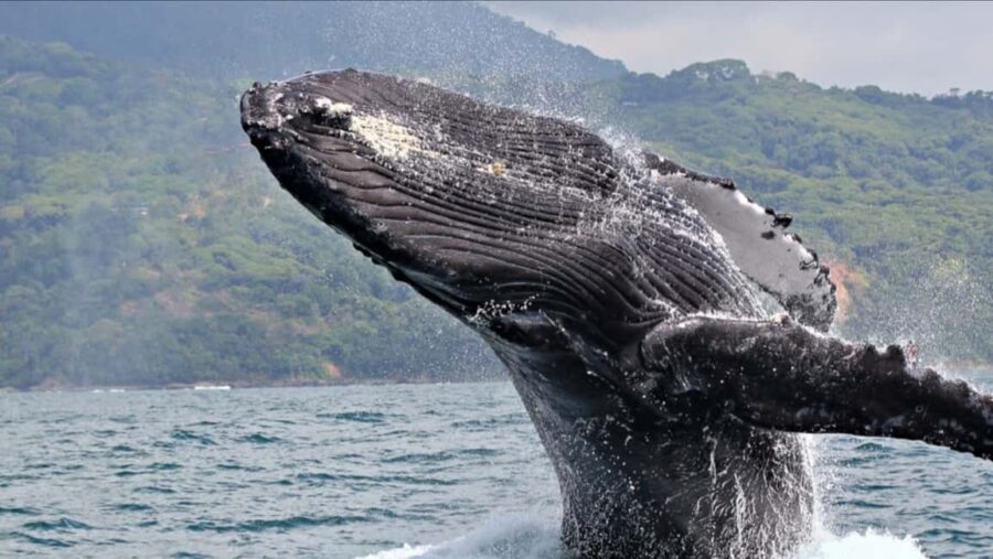 Punta Cana: Private Whale Watching Samana bay Half Day - The Balance of Price and Value