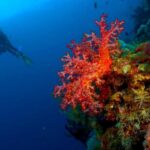 Punta Cana: Reef Diving Adventure Explore Underwater Wonders - Who Should Consider This Tour?