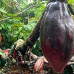 Punta Cana Safari Tour - A Detailed Breakdown of the Itinerary