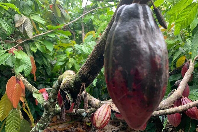 Punta Cana Safari Tour - A Detailed Breakdown of the Itinerary