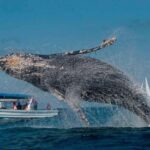 Punta Cana: Samaná Bay Whale Watching & Cayo Levantado - What Makes This Tour Stand Out?