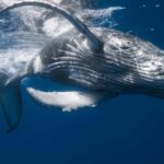 Punta Cana: Samana Whale Watching Cruise - Transportation, Duration, and Group Size