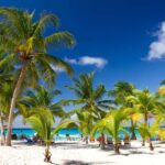 Punta Cana: Saona Island Catamaran Adventure with Lunch - Authentic Experiences and Real-World Feedback