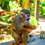 Punta Cana: Tour Aventura con Monos con Recogida en el Hotel - The Sum Up