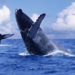 Punta Cana: Whale Watching and Bacardi Island Day Trip - Who Should Consider This Tour?