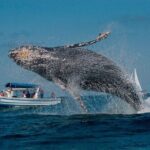 Punta Cana Whale Watching and Bacardi Island Day Trip - Authentic Insights from Past Travelers