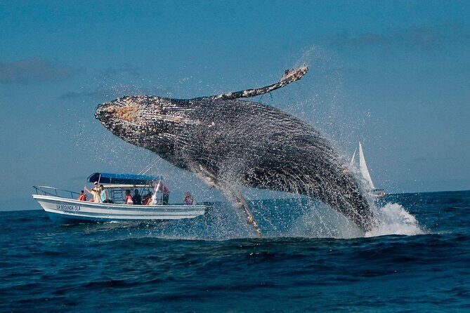 Punta Cana Whale Watching and Bacardi Island Day Trip - Authentic Insights from Past Travelers