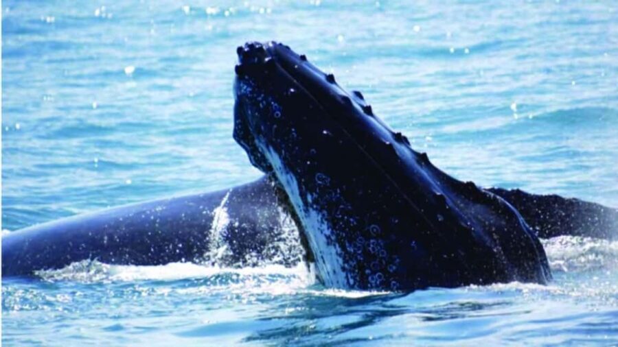 Punta Cana: Whale Watching, Cayo Levantado & Waterfall - Transportation and Group Size