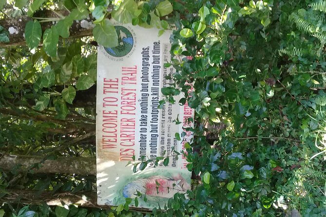 Rain forest and Bird watching - The Value of This Tour