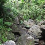 Rainforest Nature Walk & Luquillo Beach Combo - What the Reviews Say Overall