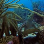 Refresher Dive - Meeting Points and Logistics