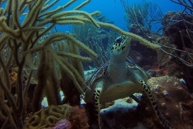 Refresher Dive - Meeting Points and Logistics