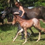 Ride Horses on the Beach - What Past Travelers Say