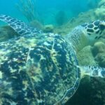 Rincon Snorkeling Adventure - What to Expect During the Tour