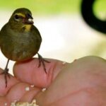 Rockland Bird Sanctuary Tour [Transportation] Hotel Pick-Up - The Sum Up