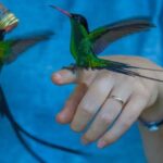 Rocklands Bird Sanctuary and Montego Bay Highlights - An In-Depth Look at the Tour Experience