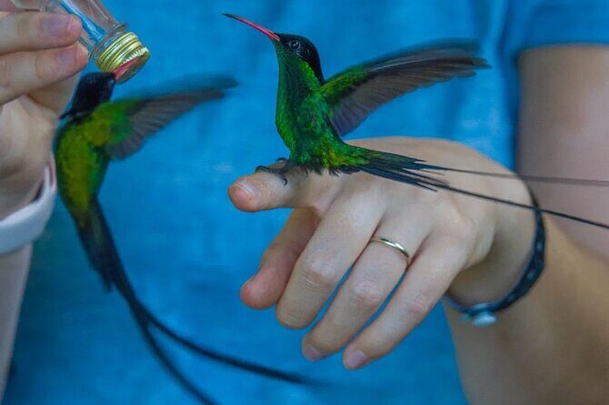 Rocklands Bird Sanctuary and Montego Bay Highlights - An In-Depth Look at the Tour Experience