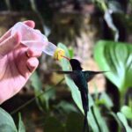 Rocklands Bird Sanctuary & City Highlights plus Shopping from Montego Bay - The Itinerary in Detail