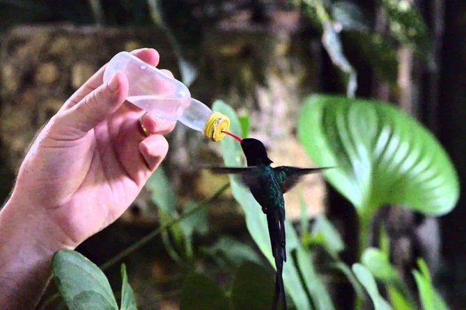 Rocklands Bird Sanctuary & City Highlights plus Shopping from Montego Bay - The Itinerary in Detail