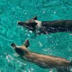 Rose Island Swimming Pigs - The Sum Up: Is It Worth It?