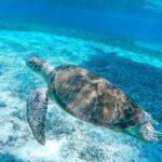 Rose Island Swimming Pigs & Beach Snorkeling Experience Nassau - How Does It Compare to Other Nassau Tours?