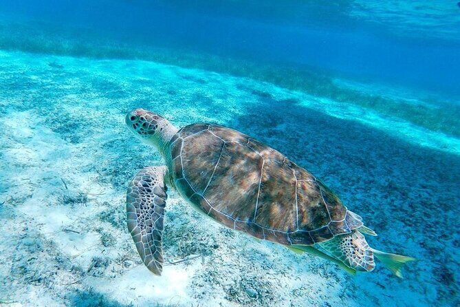 Rose Island Swimming Pigs & Beach Snorkeling Experience Nassau - How Does It Compare to Other Nassau Tours?