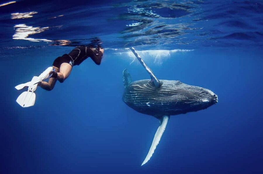 Sabana de la mar: Private Whale Watching Samana bay - What Makes This Tour Special?