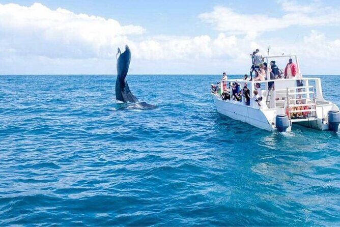 Samaná Adventure El Limón Waterfall Cayo Levantado Island Tour - What’s Included and What To Consider