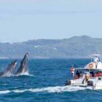 Samana: Bay of Samana Whale Watching Experience - Why This Tour Is a Great Choice