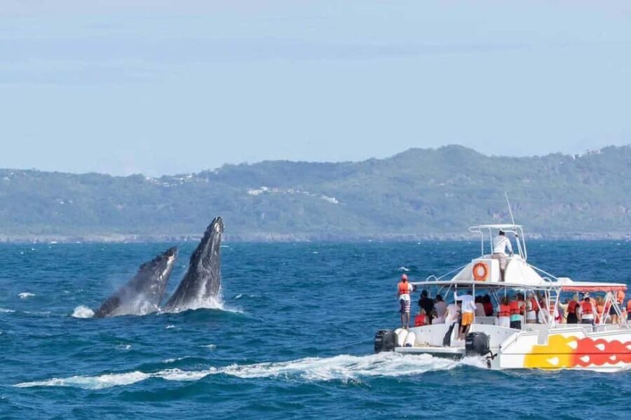 Samana: Bay of Samana Whale Watching Experience - Why This Tour Is a Great Choice