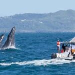 Samana: Catamaran Cruise to Bacardi Island & Whale Watching - Practical Details and What to Expect