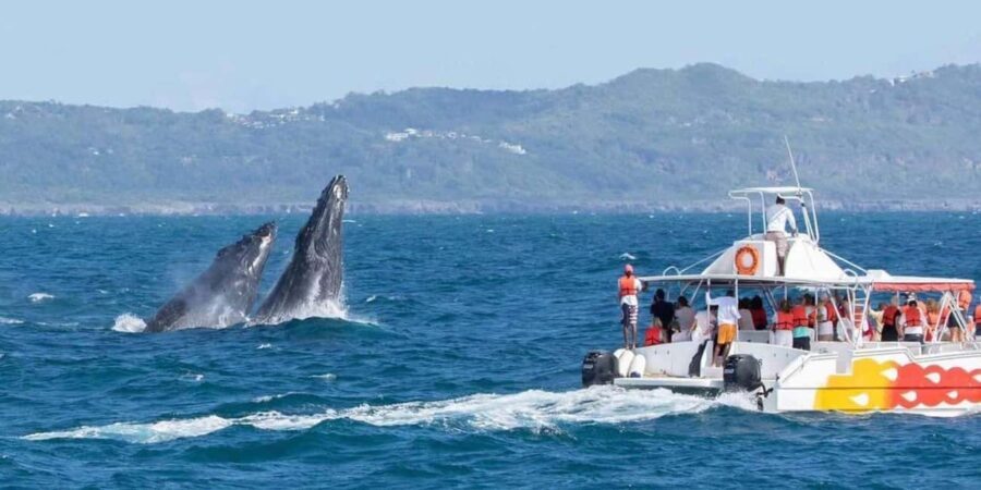 Samana: Catamaran Cruise to Bacardi Island & Whale Watching - Practical Details and What to Expect