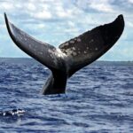 Samaná: Catamaran Cruise with Bacardi Island Visit - Assessing Value and Overall Experience