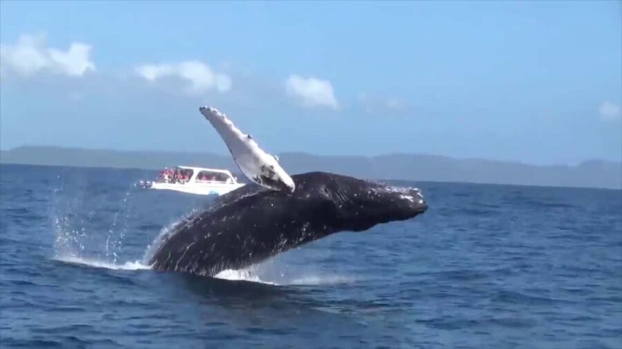 Samana: Guided Day Trip with Buffet Lunch and Whale Watching - Transportation, Group Size, and Value