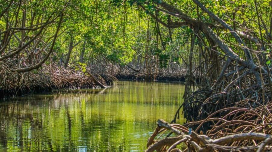 Samana: Los Haitises & Cano Hondo Overnight Tour - Who Would Love This Tour?