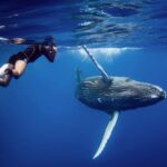 Samana: Private Whale Watching Half Day Trip - Who Should Consider This Tour?