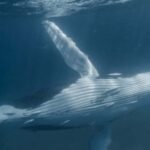 Samaná: Samaná Bay Whale Watching Tour with Drinks - Safety, Accessibility, and Comfort