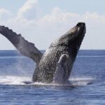 Samana Tours (With Whales) Full Day Excursion! All inclusive Tour! - Practical Details and What to Expect