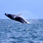 Samanà Whale Watching and Bacardi Island Tour From Bayahibe - The Whale-Watching Experience