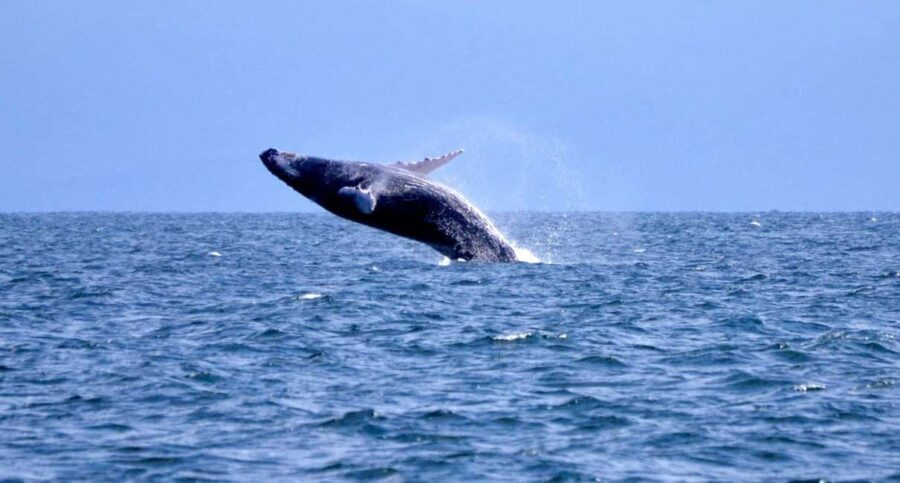 Samanà Whale Watching and Bacardi Island Tour From Bayahibe - The Whale-Watching Experience