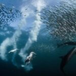 Samaná: Whale Watching and Cayo Levantado Day Trip - What We Like About This Tour