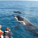 Samana: Whale Watching and Cayo Levantado Full Day Tour - What to Expect at Each Stop