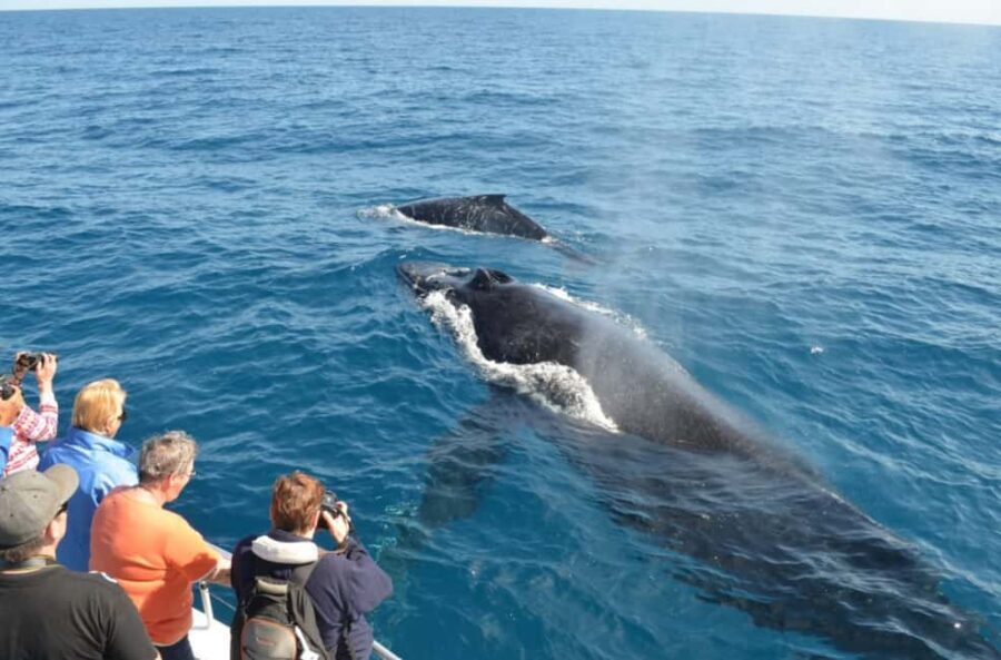 Samana: Whale Watching and Cayo Levantado Full Day Tour - What to Expect at Each Stop