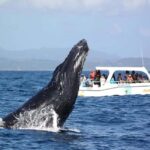 Samaná: Whale Watching and Cayo Levantado Island Tour - Why This Tour Works Well