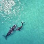 Samaná: Whale Watching and Cayo Levantado Island Tour - Exploring the Day’s Itinerary